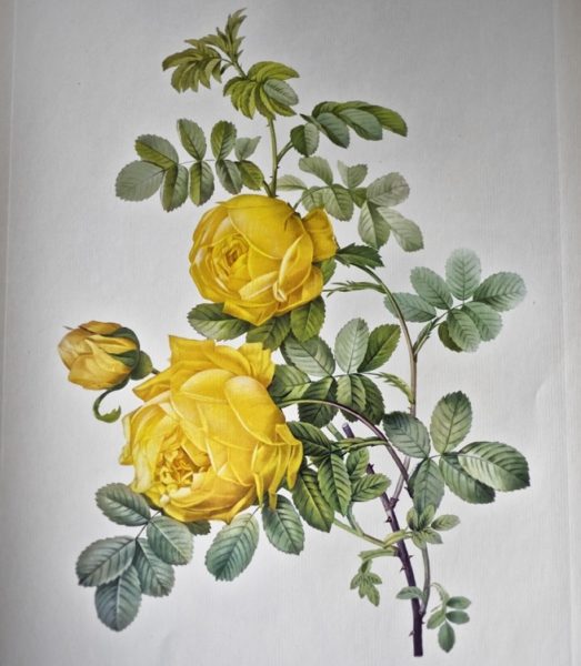Pierre-Joseph Redouté: The Raphael of Botanica | Art in Paris | Bonjour ...