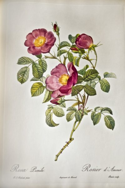 Pierre-Joseph Redouté: The Raphael of Botanica | Art in Paris | Bonjour ...