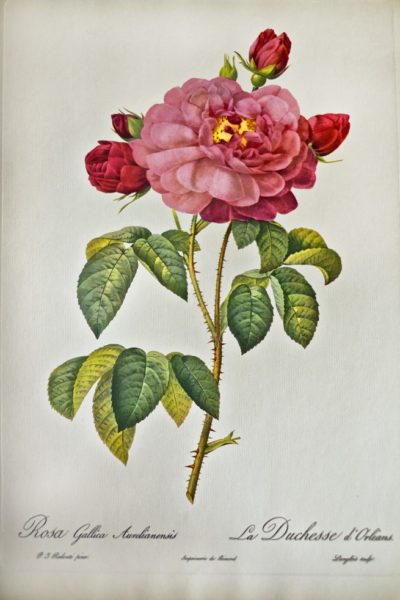 Pierre-Joseph Redouté: The Raphael of Botanica | Art in Paris | Bonjour ...