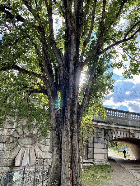 Arbres Remarquables: Where to Find the Great Trees of Paris | Bonjour Paris
