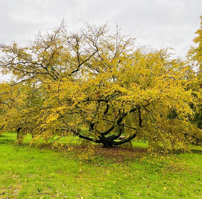 Arbres Remarquables: Where to Find the Great Trees of Paris | Bonjour Paris