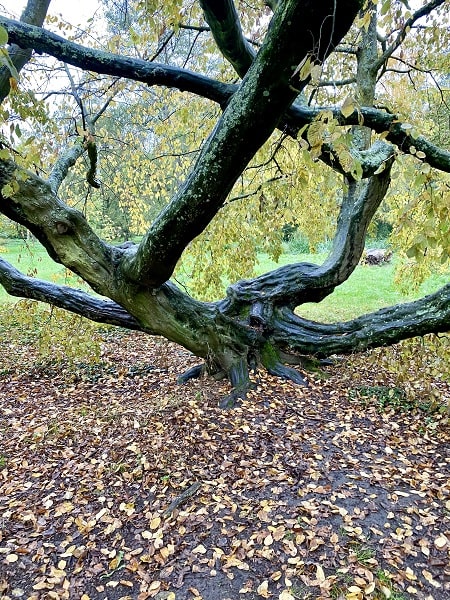 Arbres Remarquables: Where to Find the Great Trees of Paris | Bonjour Paris