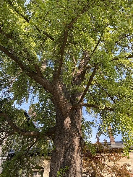 Arbres Remarquables: Where to Find the Great Trees of Paris | Bonjour Paris