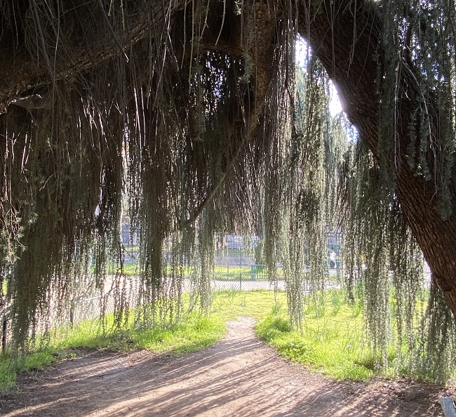 Arbres Remarquables: Where to Find the Great Trees of Paris | Bonjour Paris