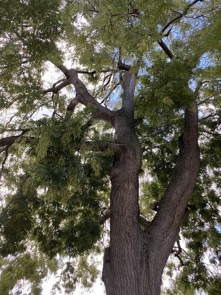 Arbres Remarquables: Where to Find the Great Trees of Paris | Bonjour Paris