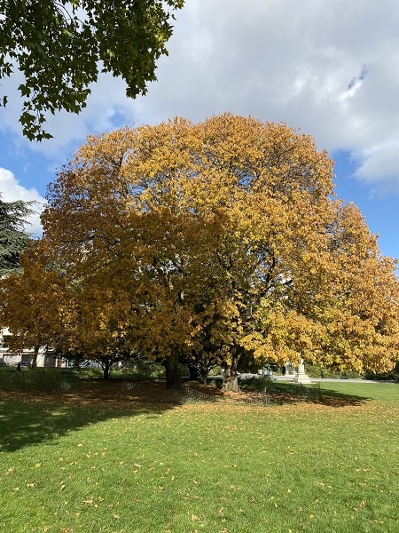 Arbres Remarquables: Where to Find the Great Trees of Paris | Bonjour Paris