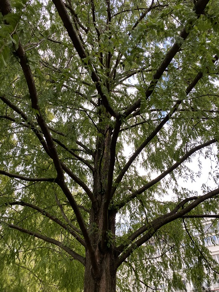 Arbres Remarquables: Where to Find the Great Trees of Paris | Bonjour Paris